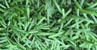China Flexible 8-10% EPDM rubber granules in different colors for artificial turf infill and basement construction for sale
