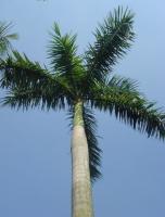 China Camouflage Telecommunication Towers Customized Disguised Coconut Cell Communication Towers for sale