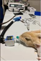 China Veterinary Clinics Hospitals Portable Etco2 Monitor machine  CPE-002 for sale