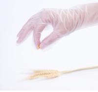 China Food Grade Vinyl Gloves Powder Free 4 Mil Thickness for Examination and Food Handling for sale