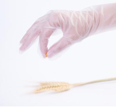China Food Grade Vinyl Gloves Powder Free 4 Mil Thickness for Examination and Food Handling for sale