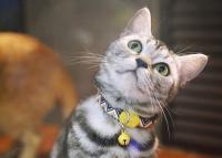 China HiDREAM Breakaway Safe Cat Collars Sublimation Printed Xs Kitten Collar for sale