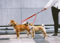 China SEDEX Personalised Pet Accessories Multiple Dog Leash Belt Two Dog Leash Coupler for sale