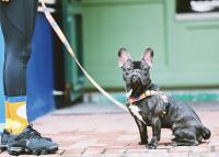 China Fully Adjustable Dog Harness Soft Mesh Puppy Harness Summer Pet Walking For Small Medium for sale