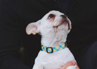 China XS Sunrise Polyester Dog Collar Accessories HiDREAM Profusion Martingale for sale