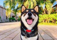 China XS Sunrise Polyester Dog Collar Accessories HiDREAM Profusion Martingale for sale