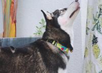 China 1.5cm Polyester Dog Collar For Dye Sublimation Hidream Dog Harness Personalized ID for sale