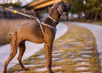 China 0.79 Inch 1.5 Inch Small Polyester Dog Collar And Lead Set Puppy Identification Collars for sale