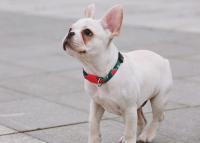 China Watermelon Dog Collar And Leash Harness Reflective Dog Accessories for sale