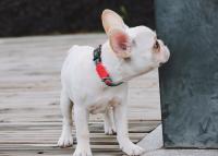 China Watermelon Dog Collar And Leash Harness Reflective Dog Accessories for sale