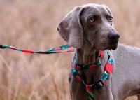 China Watermelon Dog Collar And Leash Harness Reflective Dog Accessories for sale