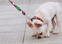 China Sublimation Christmas Santa Claus Dog Collar And Leash Set Puppy Training Collar for sale