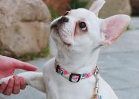 China 2.5cm 1 Inch Flower Polyester Dog Collars And Harnesses Soft Puppy Collar Outdoor for sale