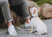 China 2.5cm 1 Inch Flower Polyester Dog Collars And Harnesses Soft Puppy Collar Outdoor for sale