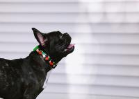 China S M L Xsmall Padded Polyester Dog Collar And Leash Sublimation Printing for sale