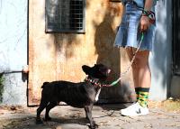 China S M L Xsmall Padded Polyester Dog Collar And Leash Sublimation Printing for sale
