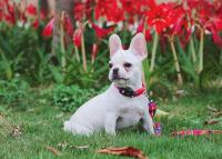 China Sublimation Metal Buckle Dog And Leads 3 4 Inch Outdoor Dog Accessories for sale