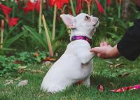 China Sublimation Metal Buckle Dog And Leads 3 4 Inch Outdoor Dog Accessories for sale