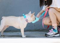 China X Small Adjustable Cute Christmas Martingale Dog Collars Reflective Collars For Stray Dogs for sale