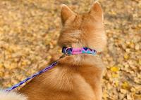 China Adjustable Dog Walking Collars And Leashes Rainbow Girl Newborn Puppy Collar for sale