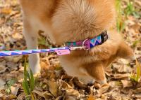 China Adjustable Dog Walking Collars And Leashes Rainbow Girl Newborn Puppy Collar for sale