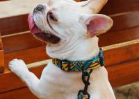 China Martingale Neoprene Padded Dog Collar With Buckle Reflective Dog Harness And Leash for sale