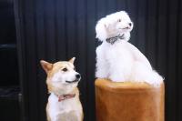 China 1.5cm 0.59 Inch Comfortable Bow Tie Ribbon Dog Collars With Nameplate Korea Style for sale
