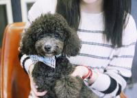 China 86CM 3 Inch Soft Handmade Cotton dog collar necklace Cats Puppy Bow Tie Collar for sale