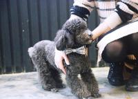 China 1.5cm 0.59 Inch Comfortable Bow Tie Ribbon Dog Collars With Nameplate Korea Style for sale