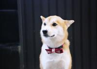 China Wide Yellow Red Nylon Dog Collars Personalised Christmas Thanksgiving Dog Bow Tie for sale