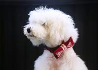China Wide Yellow Red Nylon Dog Collars Personalised Christmas Thanksgiving Dog Bow Tie for sale