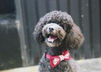 China Wide Yellow Red Nylon Dog Collars Personalised Christmas Thanksgiving Dog Bow Tie for sale