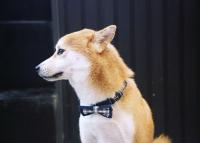 China 0.6 Inch Black And White Nylon Dog Collars And Bow Tie Dog Boy Girl for sale