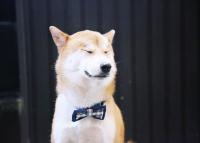 China 0.6 Inch Black And White Nylon Dog Collars And Bow Tie Dog Boy Girl for sale