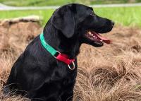 China Custom Green 1.5 Inch 2 Inch Wide Nylon Dog Collars With Metal Buckle for sale