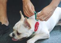 China Pink  Orange  Nylon Rope Dog Collar With Buckle Adjustable Buffered for sale