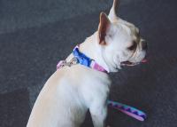 China Pink  Orange  Nylon Rope Dog Collar With Buckle Adjustable Buffered for sale