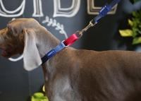 China Expandable Round Wide Nylon Buckle Dog Collar 3 Inch Wide Dog Collars for sale