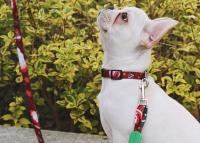 China 5 Foot 4 Foot Anti Pull Dog Leash for sale