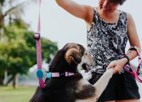 China 49ft 15m Custom Patterned Dog Leashes For Big Dogs Luxury Dog Leads for sale