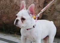 China 7.62m 25 Foot Nylon Anti Pull Dog Leash Around Chest Mouth Waist for sale