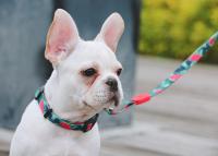 China 6.1m 20 Foot Anti Pull Dog Lead Collar For Yard Disabled Owners Extra Long for sale