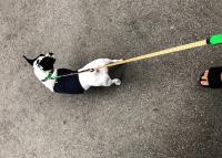 China Bicycle Adjustable Anti Pull Dog Leash 10 Meter Halti Dog Lead for sale