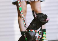 China 9m 30 Foot Polyester Anti Pull Dog Leash Freedom Reclaimed Material Polyester for sale