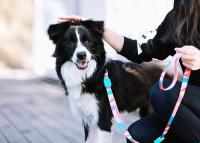 China Bite Proof Anti Shock Padded Dog Leash Loop Slip Rope 8m 20m 25m 30m for sale