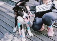 China Bite Proof Anti Shock Padded Dog Leash Loop Slip Rope 8m 20m 25m 30m for sale