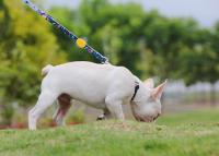 China 6.5ft 2m Anti Pull Dog Leash Harness Combo For Small Dogs for sale