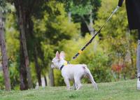 China 6.5ft 2m Anti Pull Dog Leash Harness Combo For Small Dogs for sale
