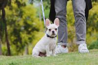 China 6.5ft 2m Anti Pull Dog Leash Harness Combo For Small Dogs for sale
