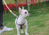 China 12 Inch Lanyard Breakaway Dog Leash For 1 2 3 Multiple Dogs for sale
